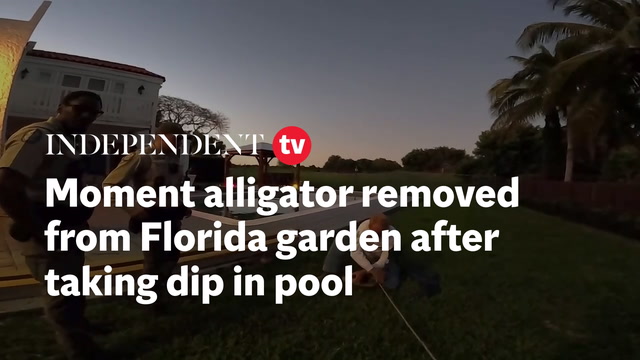 Moment alligator removed from Florida garden after taking dip in pool.mp4