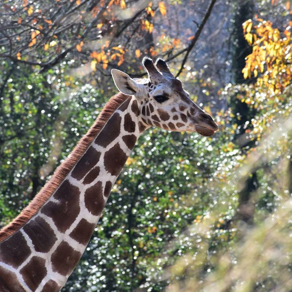 ‘Our hearts are heavy.’ Riverbanks Zoo announces death of 13-year-old ...