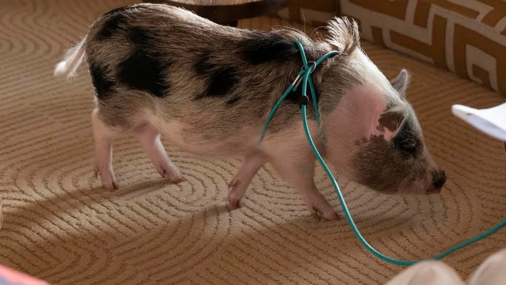 How Sprinkles the Pig Became ‘Only Murders in the Building’ Season 4’s ...