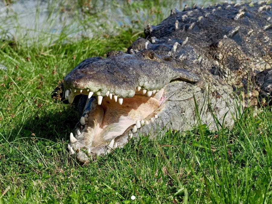 Massive crocodile sighting: Watch 14-foot 'Croczilla' in Florida Everglades