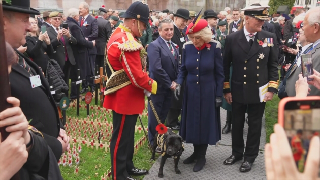 Queen Camilla pats dog wearing poppy - Yahoo News UK