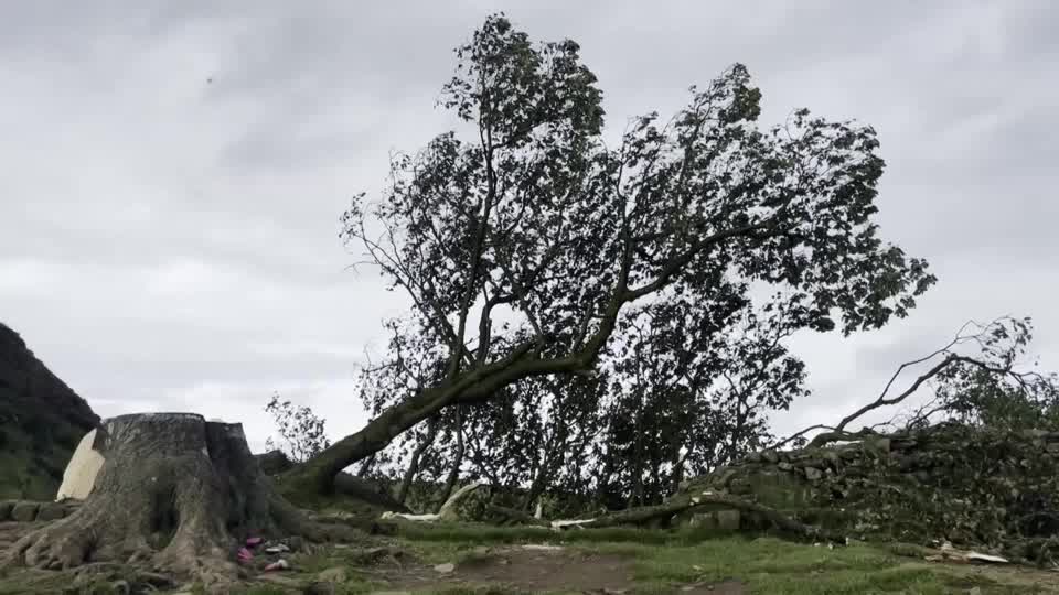 Britain's Sycamore Gap tree 'deliberately felled'