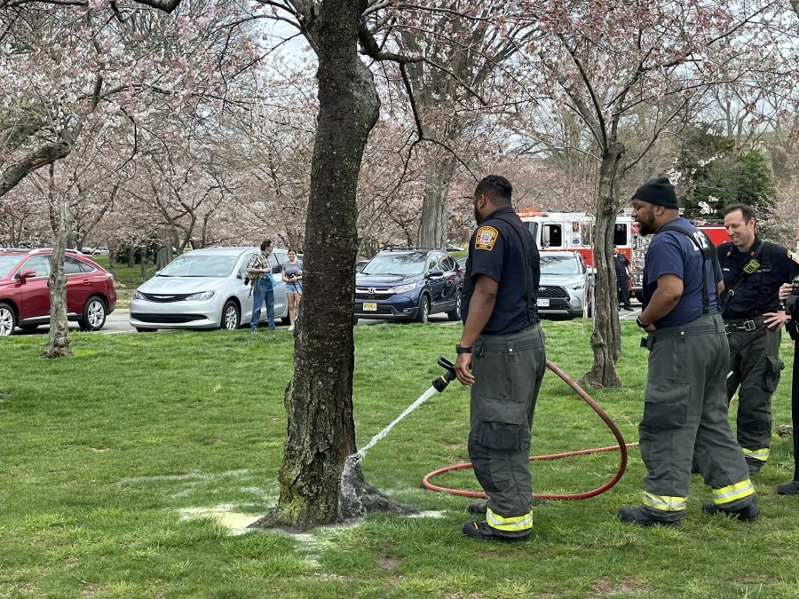 PHOTOS: ‘Small fire’ at cherry blossom trees in DC