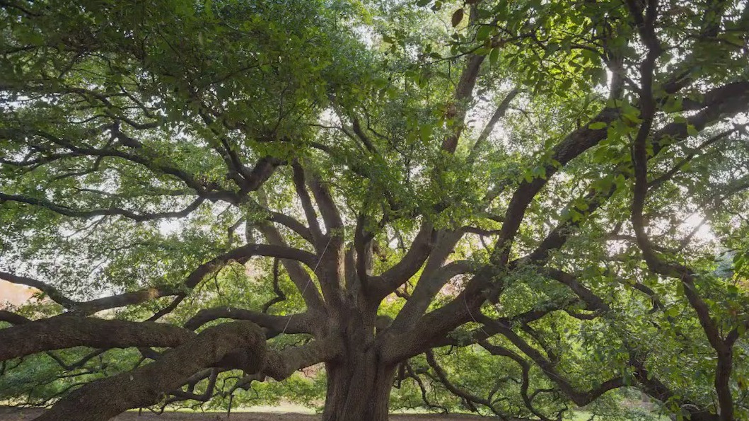 What you can do to protect iconic oak trees
