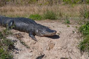 Tips to keep you and your pets safe as gator mating season approaches
