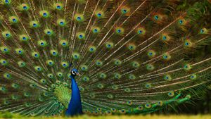 Florida town plans to give peacocks vasectomies to cut down overpopulation