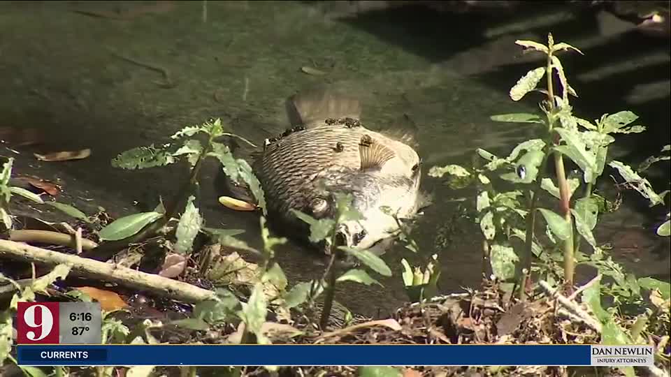Gross! Dead fish 'invasion' stinks up Orlando neighborhood
