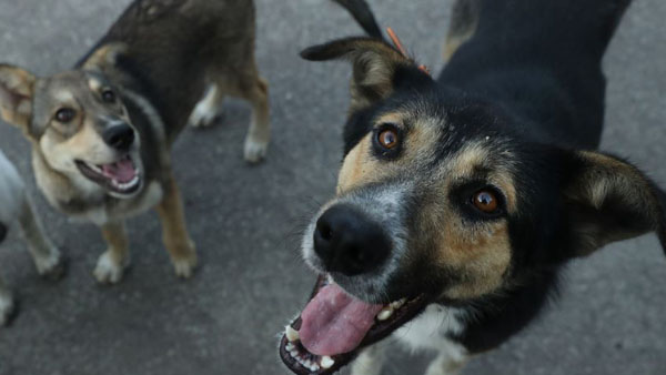 Pet microchip scanning stations to be installed in Jefferson Parish