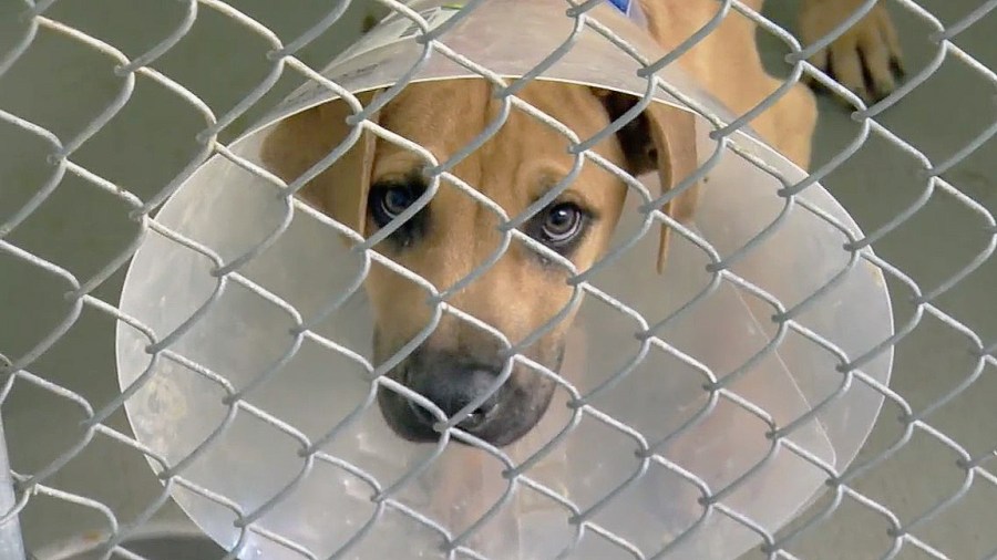 Humane Society of Scott County reaches new contract agreement with city