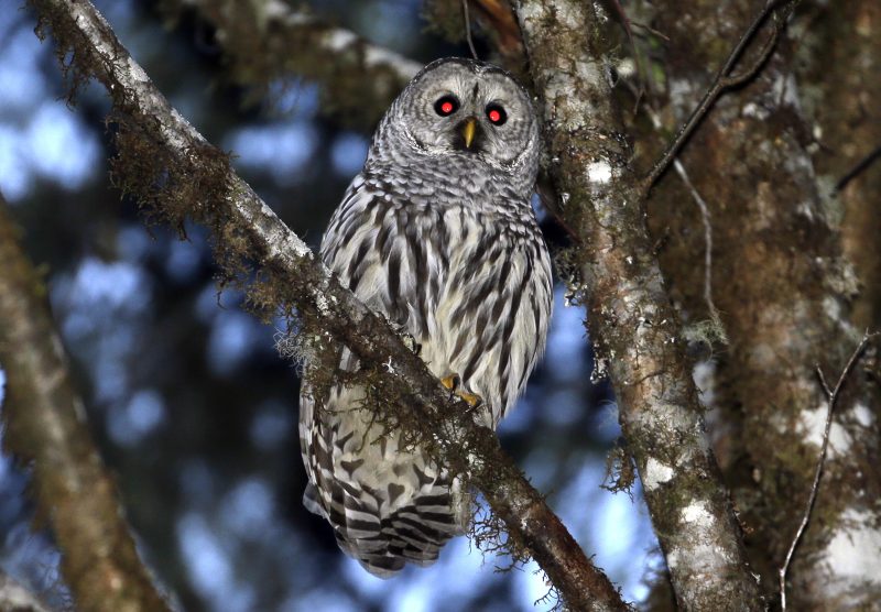 US officials plan to kill hundreds of thousands of owls: Here’s why