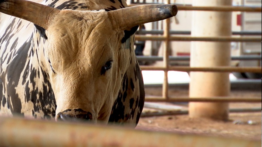 Bullfighting 101 with the Franklin Rodeo - Yahoo Sports