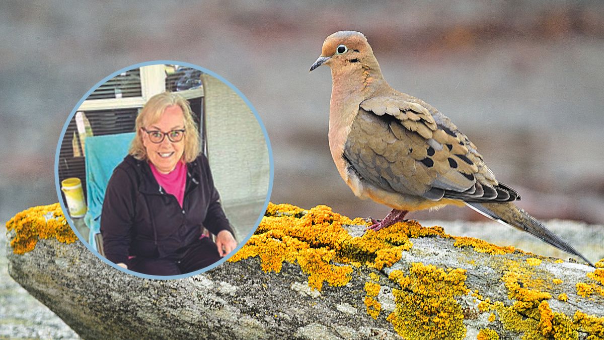 Sister Receives Incredible Winged Sign From Heaven: "I Have A New Sense ...
