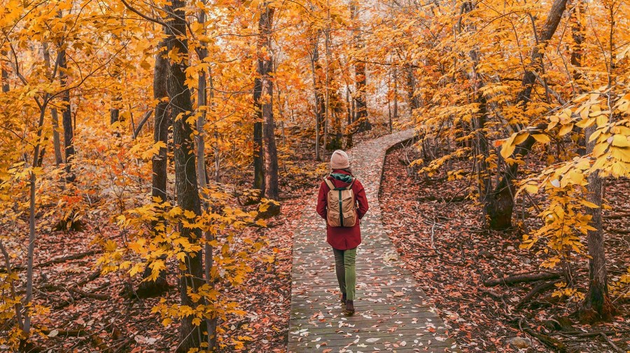 New map shows when fall foliage will peak in Massachusetts