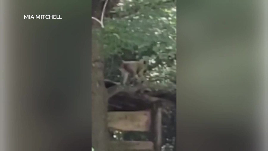 40 monkeys on the loose in Yemassee, law enforcement officials say