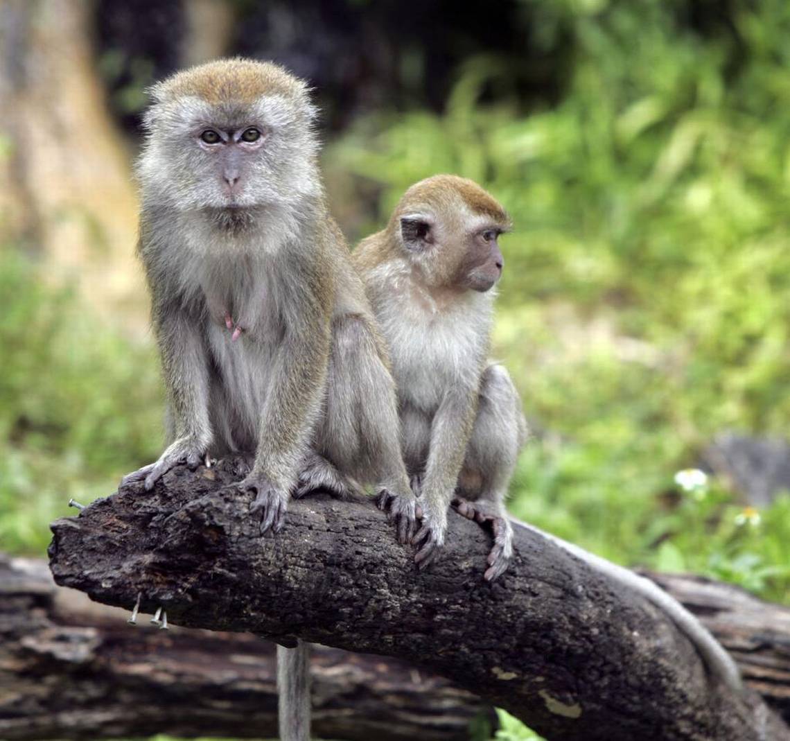 Los macacos hacen involuntariamente lascas de piedra similares a las humanas - Yahoo Noticias