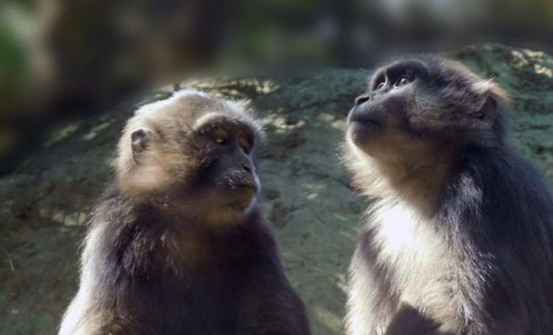 Llega pareja de macacos de Tonkeana al zoológico de Chapultepec - Yahoo Noticias