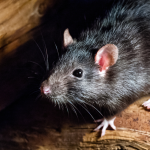 Le vinaigre blanc est-il réellement efficace contre les rats ? - Yahoo Style France