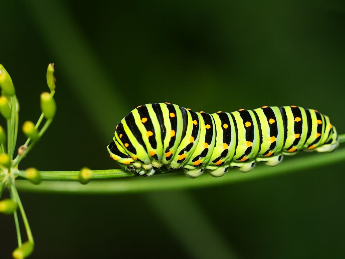 Combien de temps une chenille reste-t-elle dans son cocon