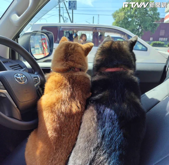 主人才剛下車！兩柴怕被丟掉「擠駕駛座緊盯」 超Q模樣萌翻路人