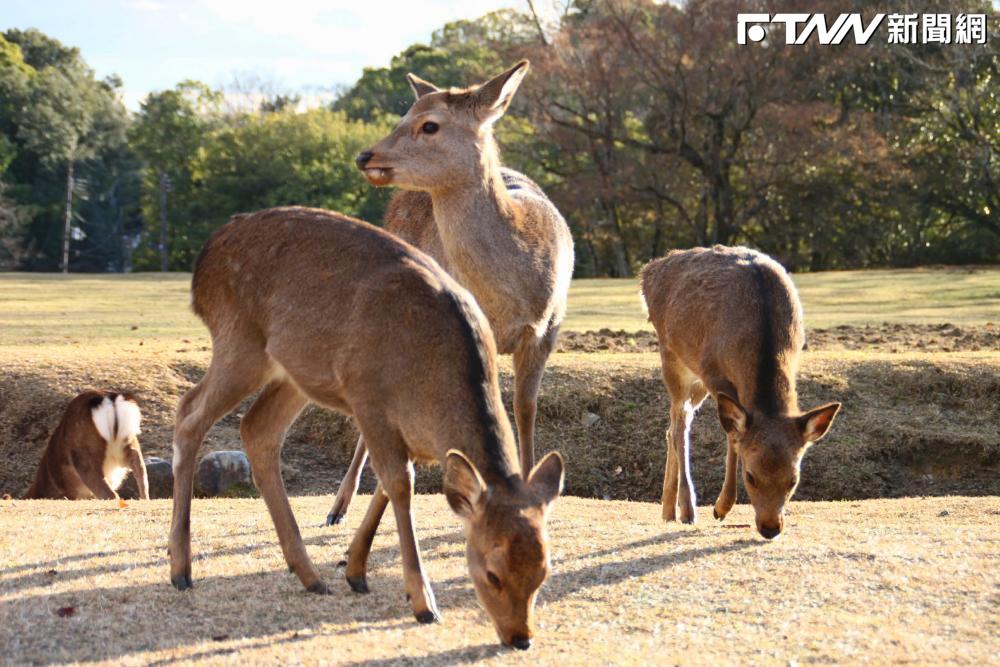 日本奈良鹿不再禮貌？「鞠躬次數」明顯減少 專家揪主因：牠失望了 - Yahoo奇摩汽車機車